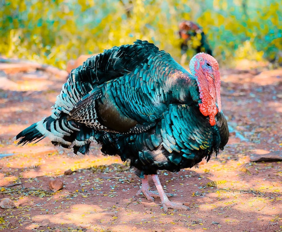 Special Holiday Hours – Thanksgiving | All Type Vacuum and Janitorial ...